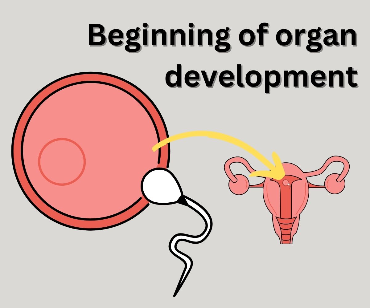Pregnancy Week 4: The Ultimate Guide to Symptoms, Body Changes, and More