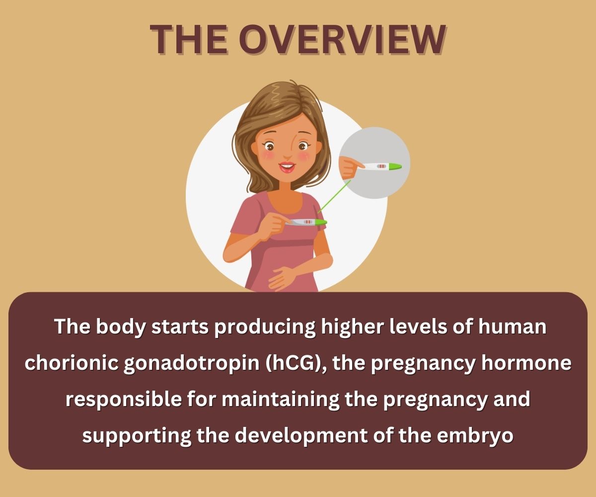 Pregnancy Week 4: The Ultimate Guide to Symptoms, Body Changes, and More