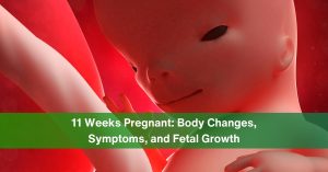 11 Weeks Pregnant: Body Changes, Symptoms, and Fetal Growth