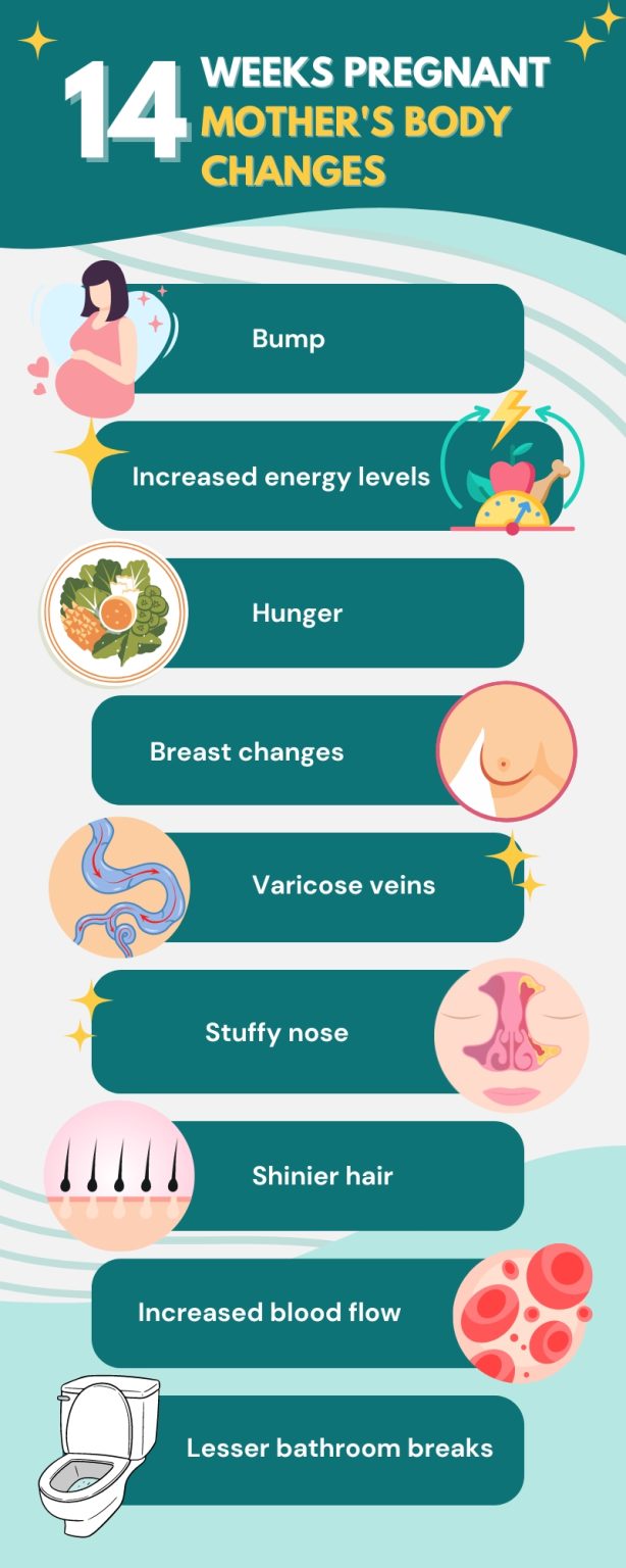 14 Weeks Pregnant: Body Changes, Symptoms, and Fetal Growth