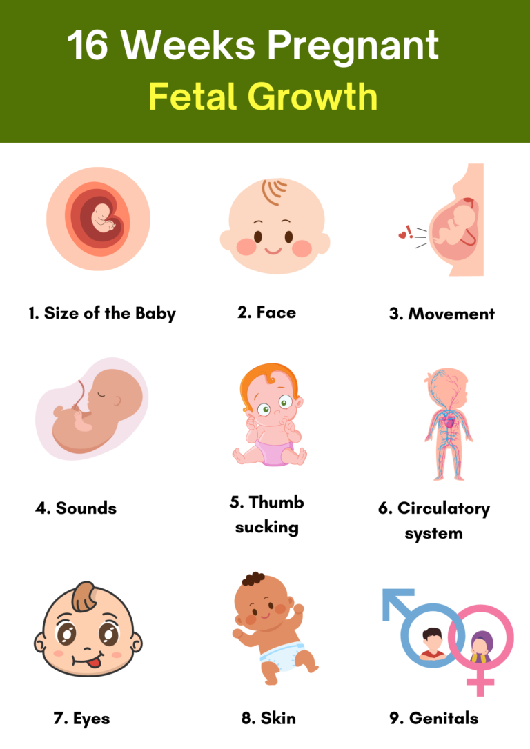 16 Weeks Pregnant: Body Changes, Symptoms, and Fetal Growth