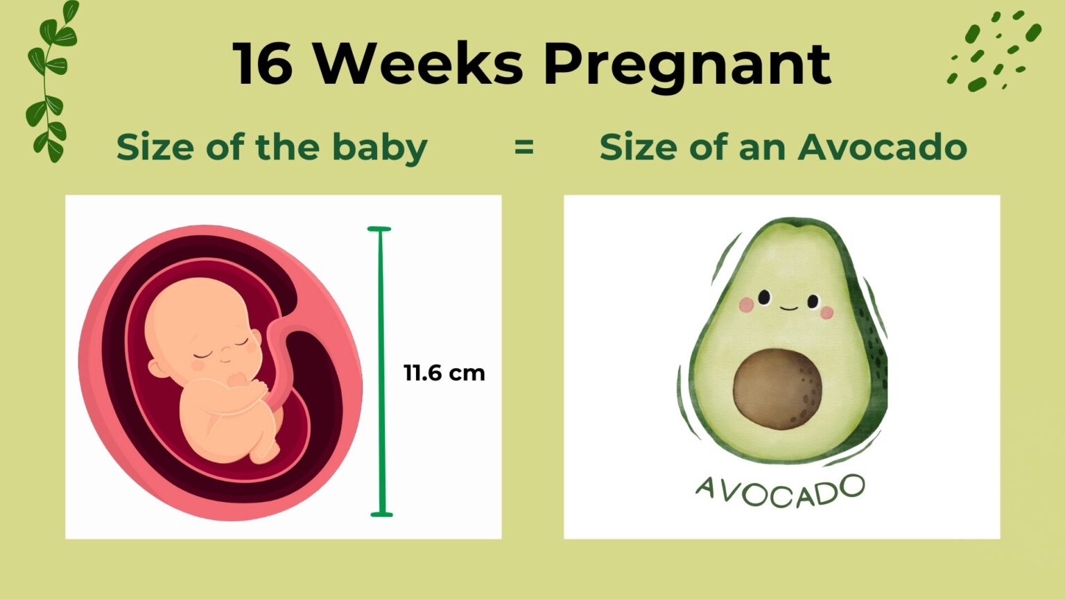 16 Weeks Pregnant: Body Changes, Symptoms, and Fetal Growth